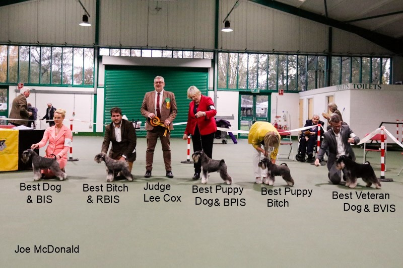 Best In Show Lineup - The Miniature Schnauzer Club